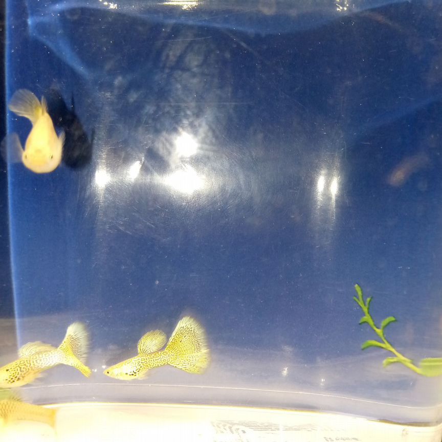Гуппи:1 Золотые сетчатые. 2 Альбино Скай Блю