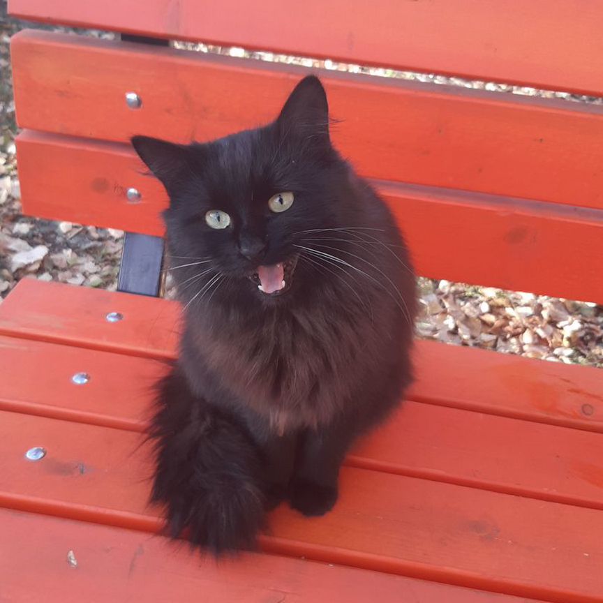 Котик Дымок