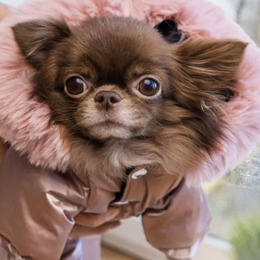 Одежда для маленьких собак зима