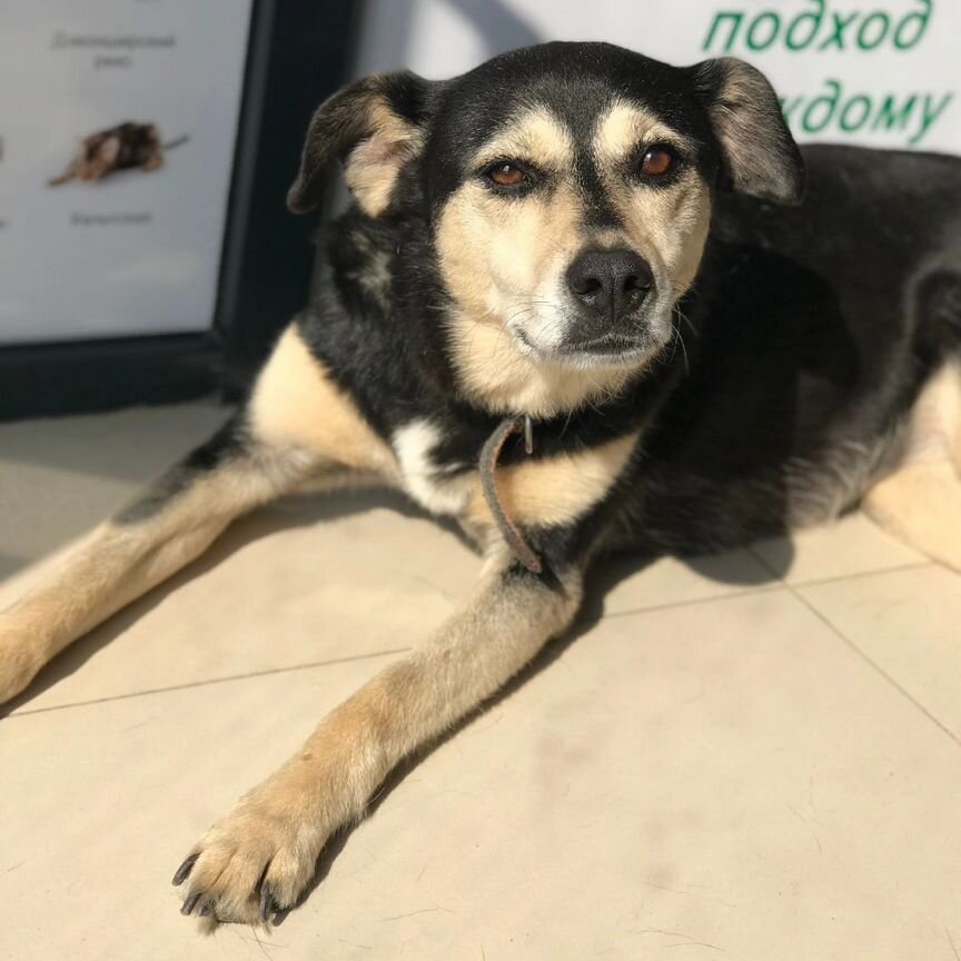 Собачка в добрые руки