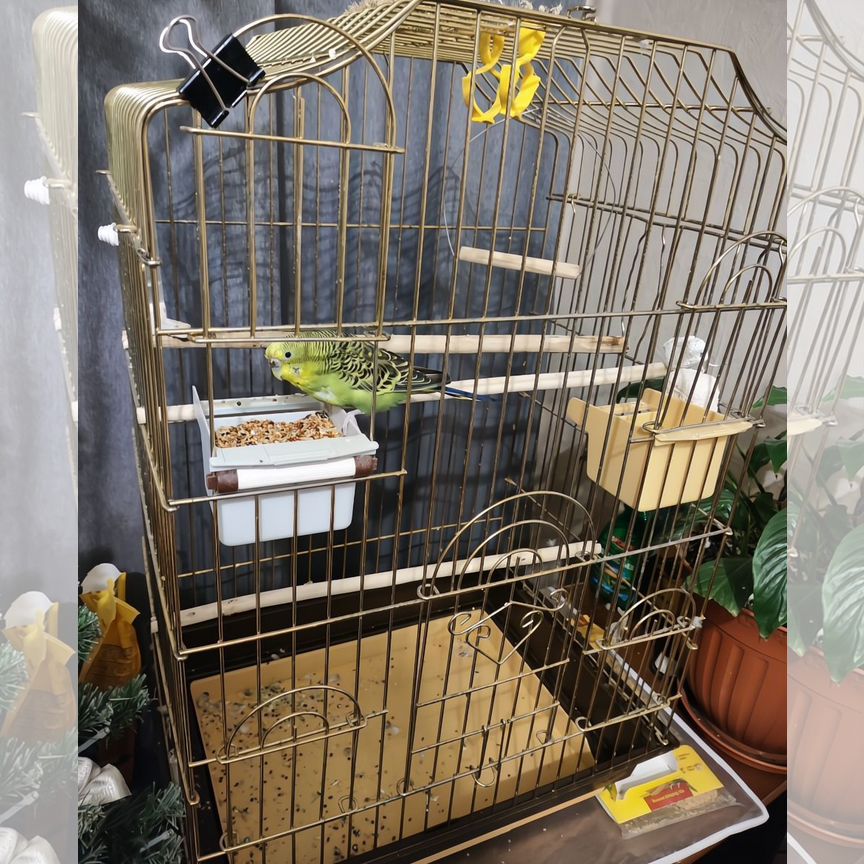 Волнистый попугай с клеткой