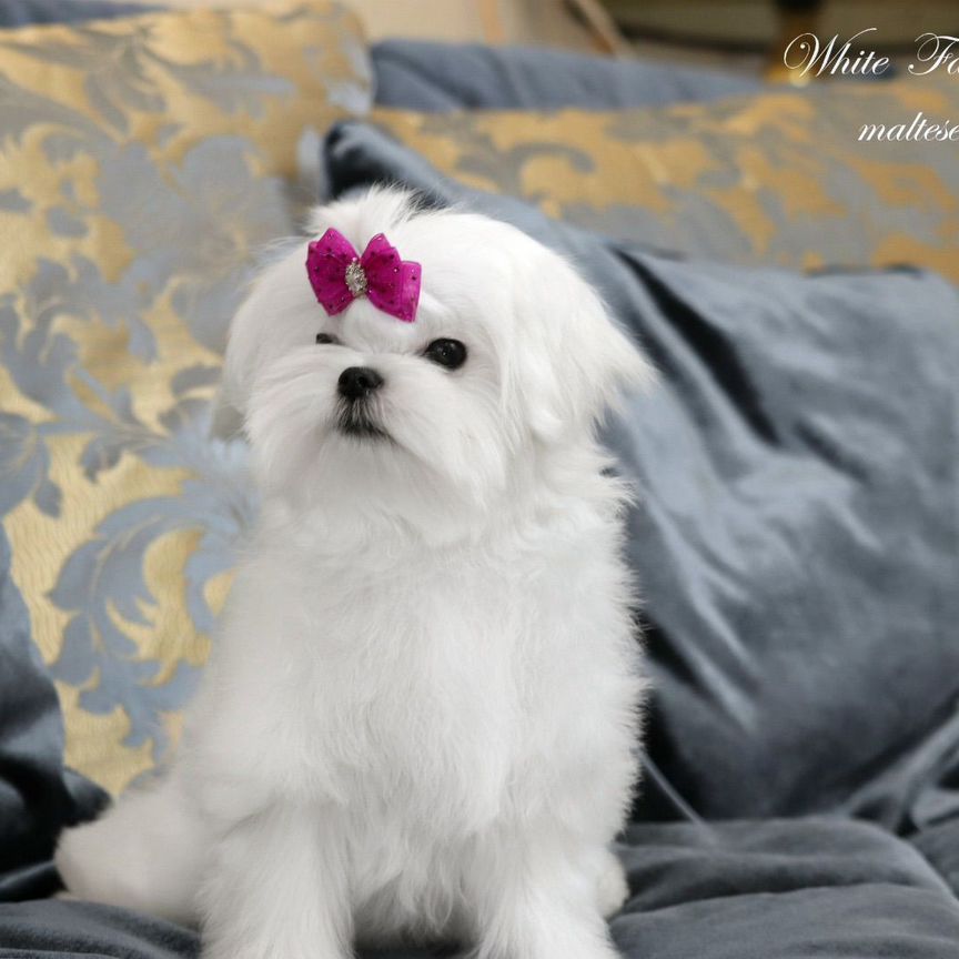 Корейская Девочка мальтезе, 4 месяца