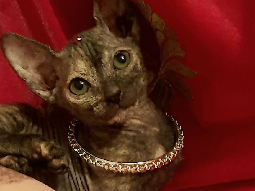 Донской сфинкс -очаровательная девочка Орхидея