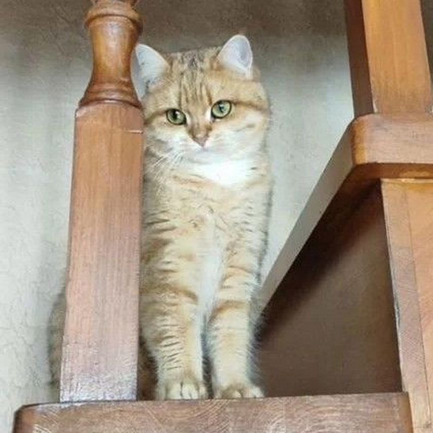 Британская короткошёрстная кошка, взрослая