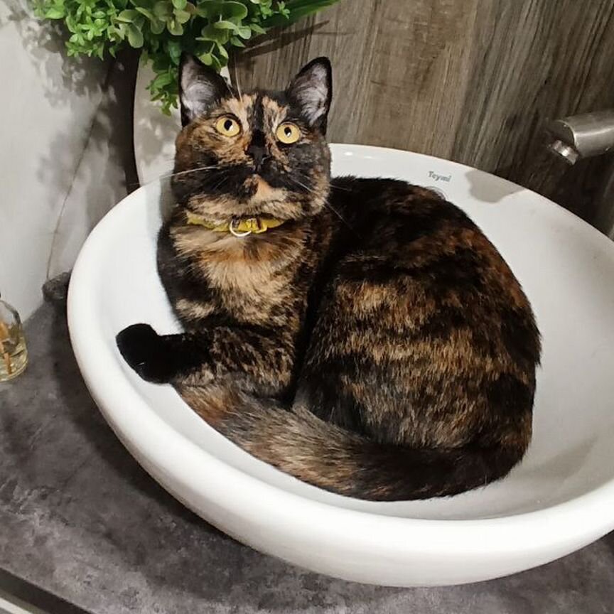 Взрослая кошка, вязка