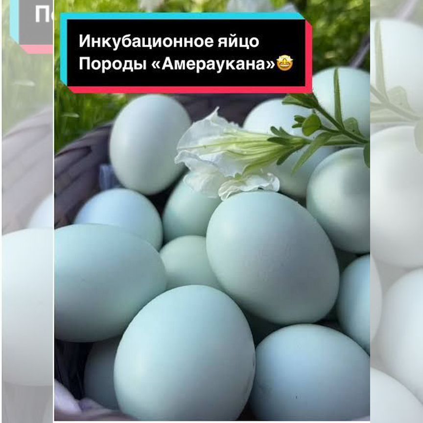 Инкубационное яйцо кур амераукана