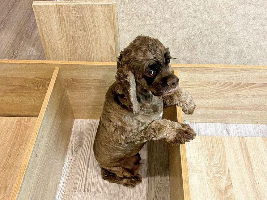 Собака в добрые руки