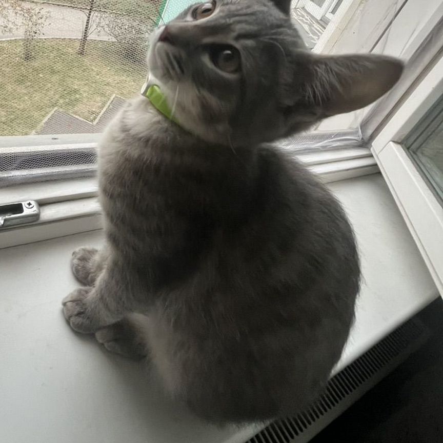 Русский голубой котёнок