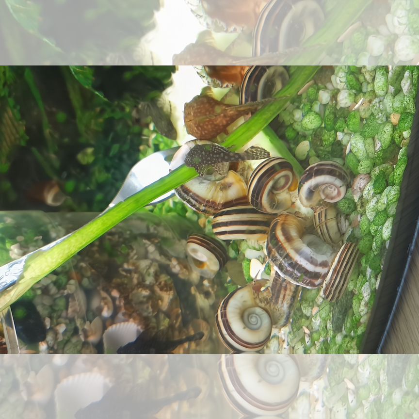 Улитка Мариза