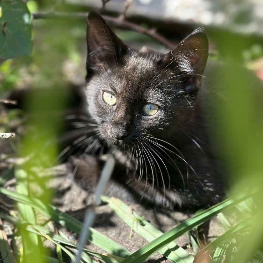 Котята спасеныши в дар