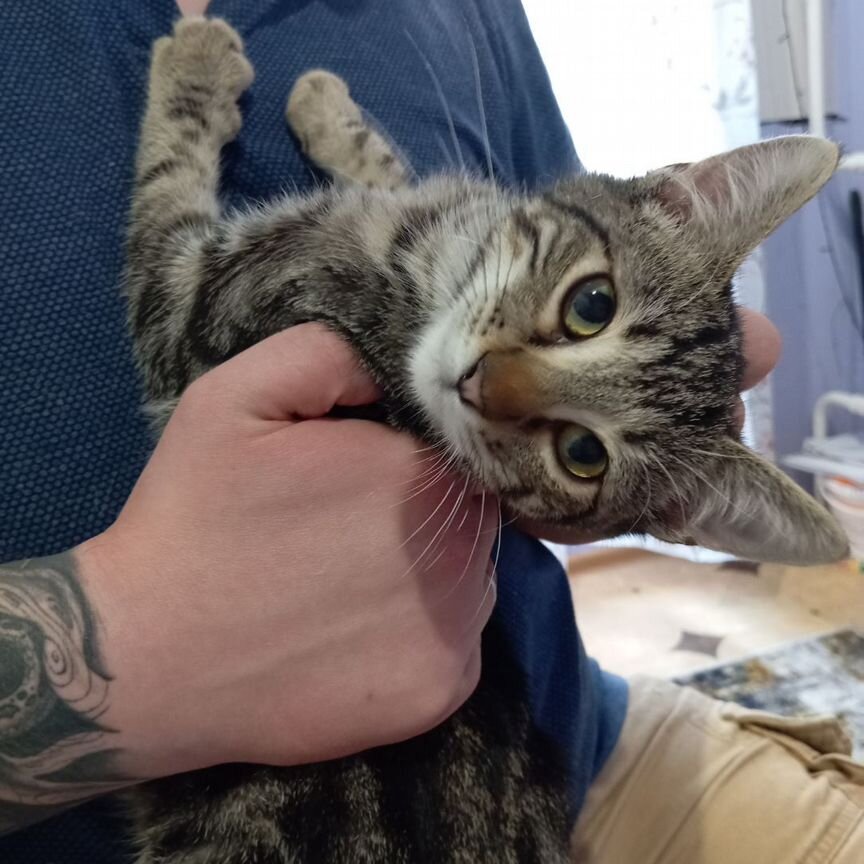 Котенок в добрые руки