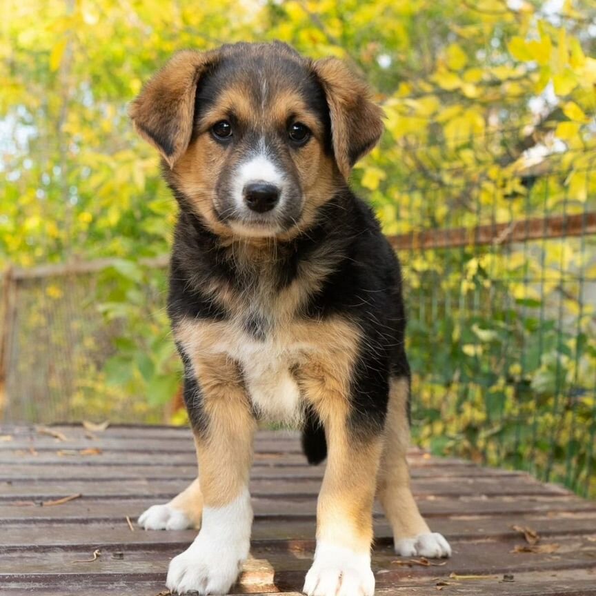 Необыкновенные малыши. Щенки