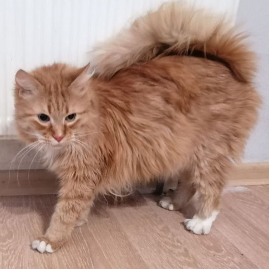 Взрослый кот в добрые руки