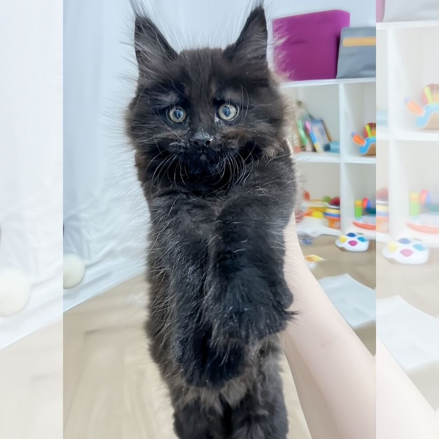Мейн-кун котёнок