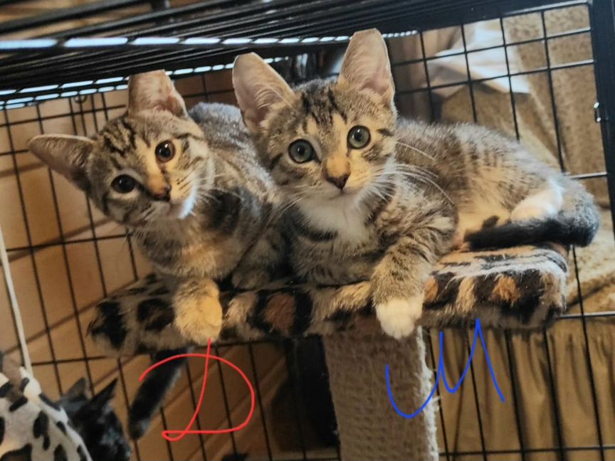 Котята полосатые, черно белые умненькие