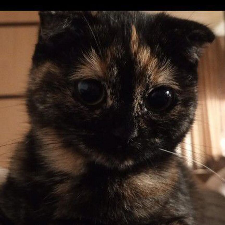 Кошечка и котик