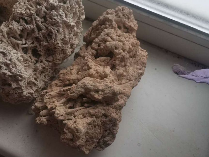Кораллы для аквариума