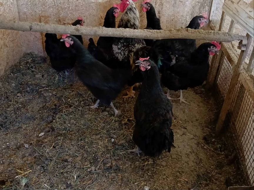 Куры несушки и петухи