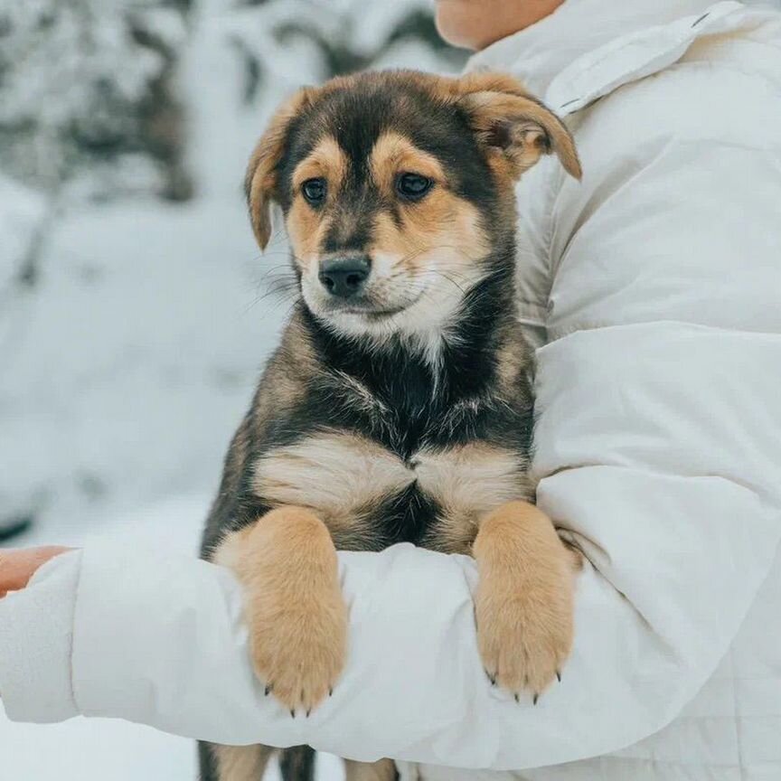 Щенок