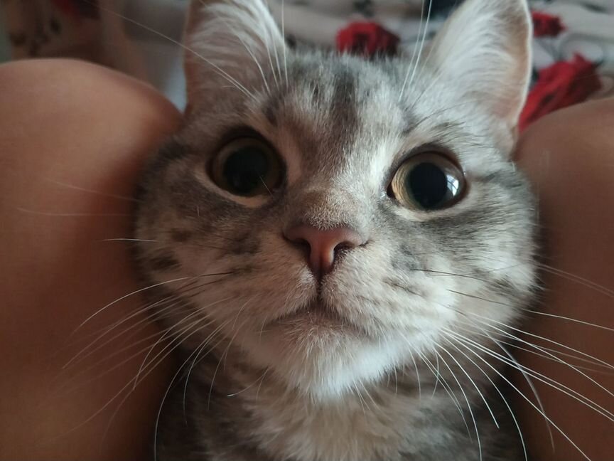 Шотландская кошка в добрые руки