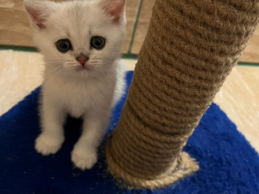 Британские котята шиншилла