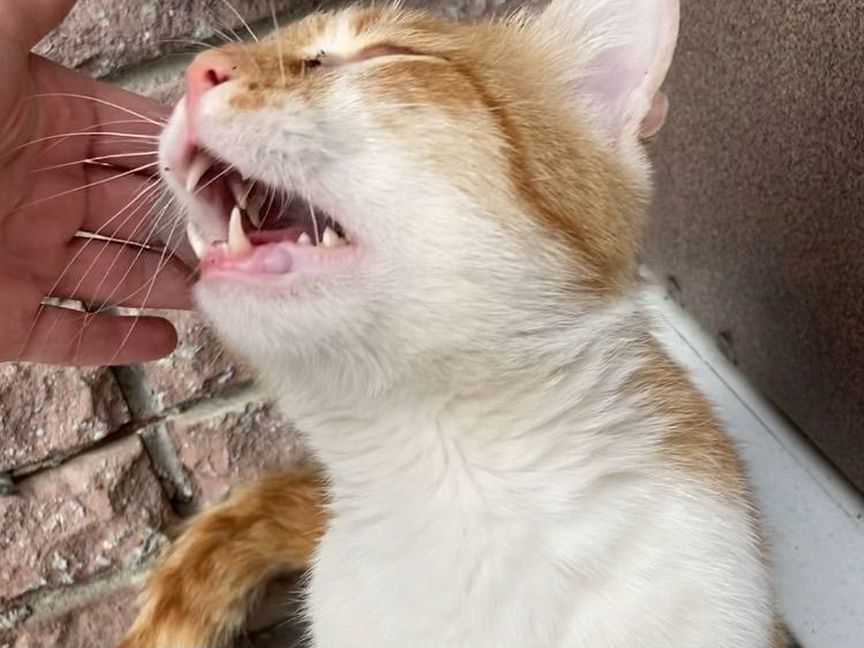 Кот потерялся