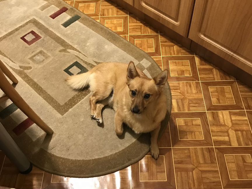 Найдена маленькая рыжая собачка