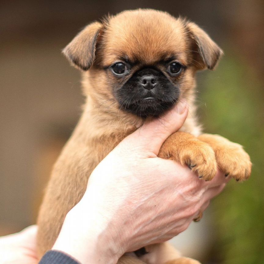 Пти брабансон