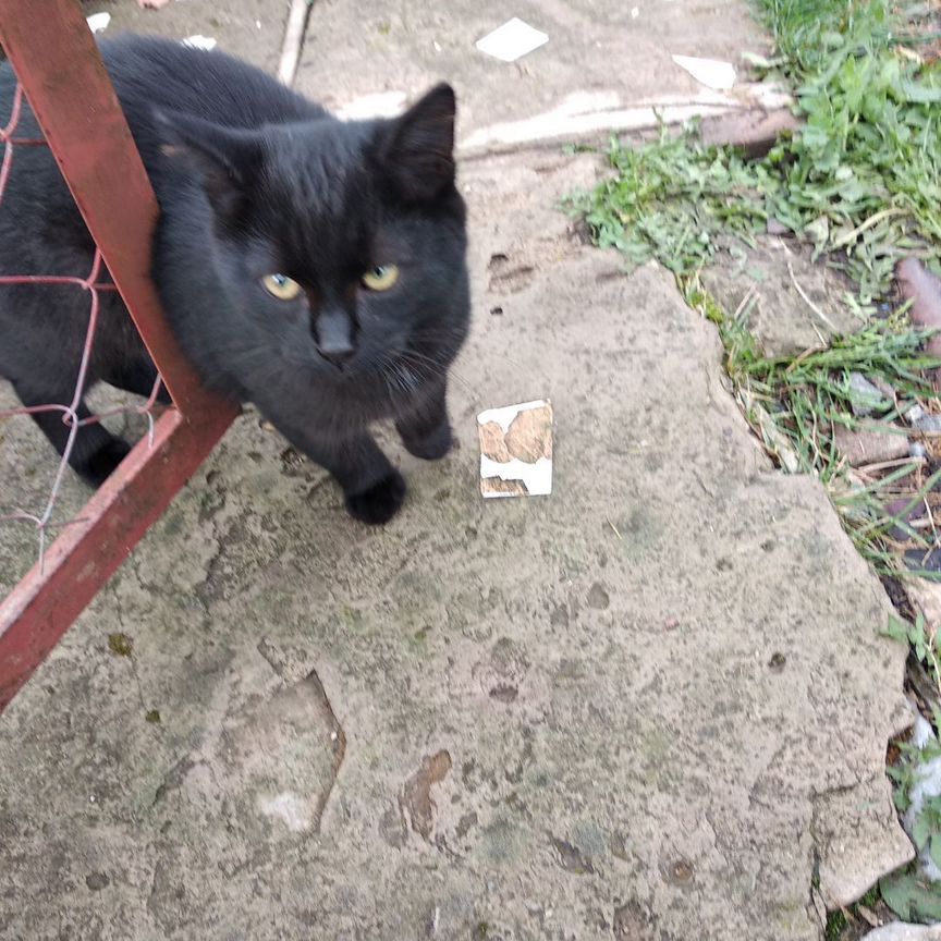 Черный котенок