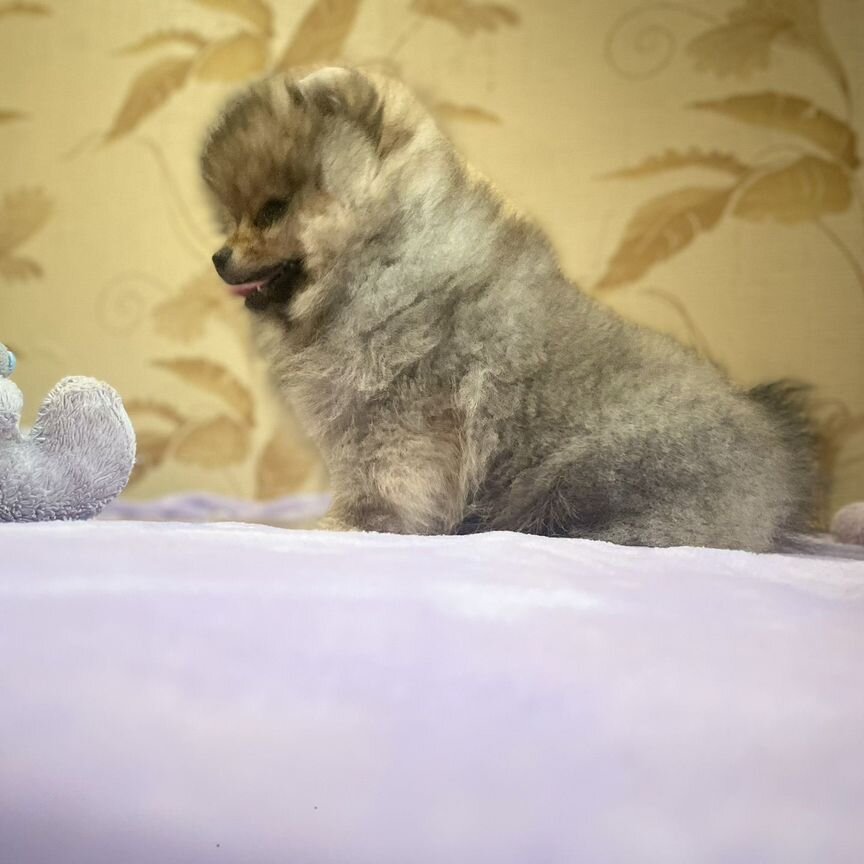 Померанский шпиц медвежьего типа