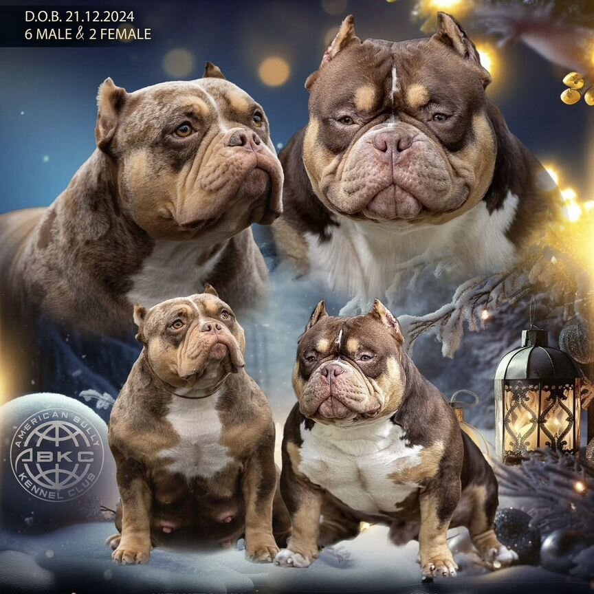 Американский булли щенки от Кинки