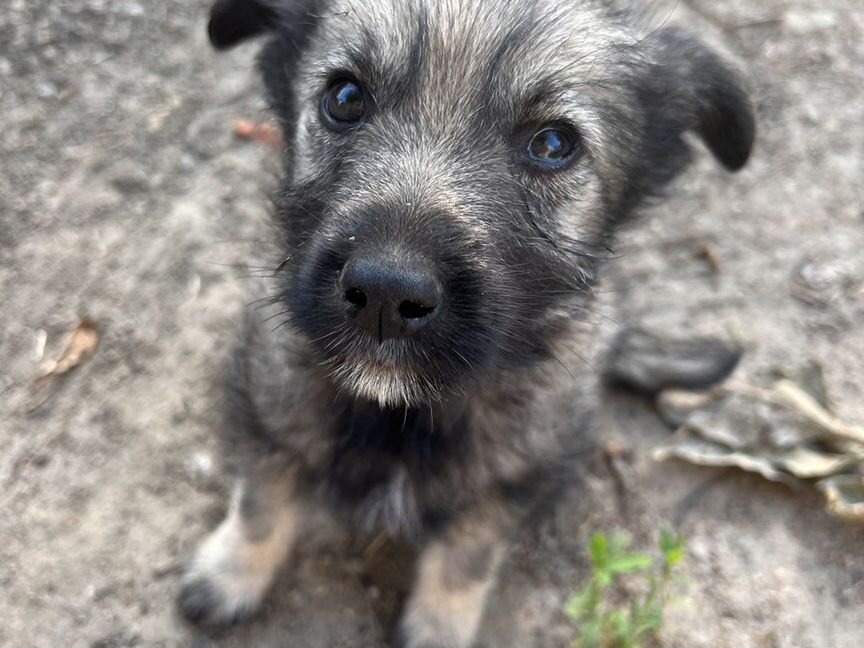 Щенки в добрые руки