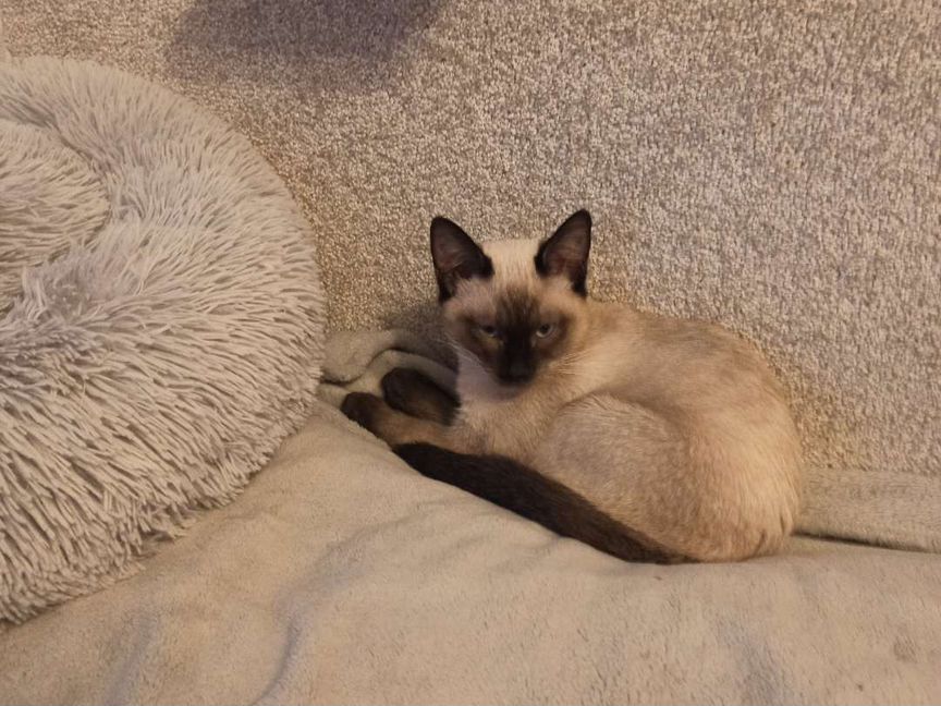 Тайские котята