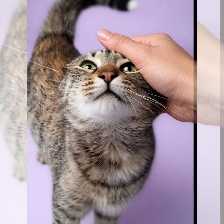 Взрослая, кошка в добрые руки