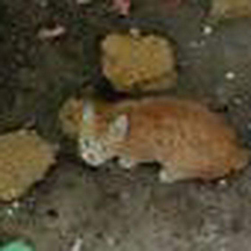 Котенок