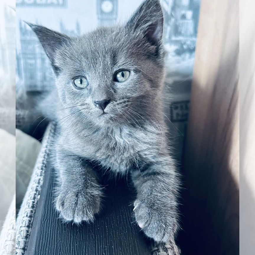 Нибелунг котёнок
