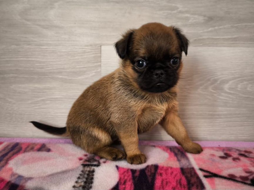 Щенки пти брабансона