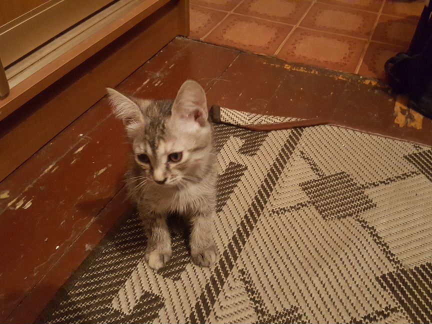 Котёнок ждёт хозяев