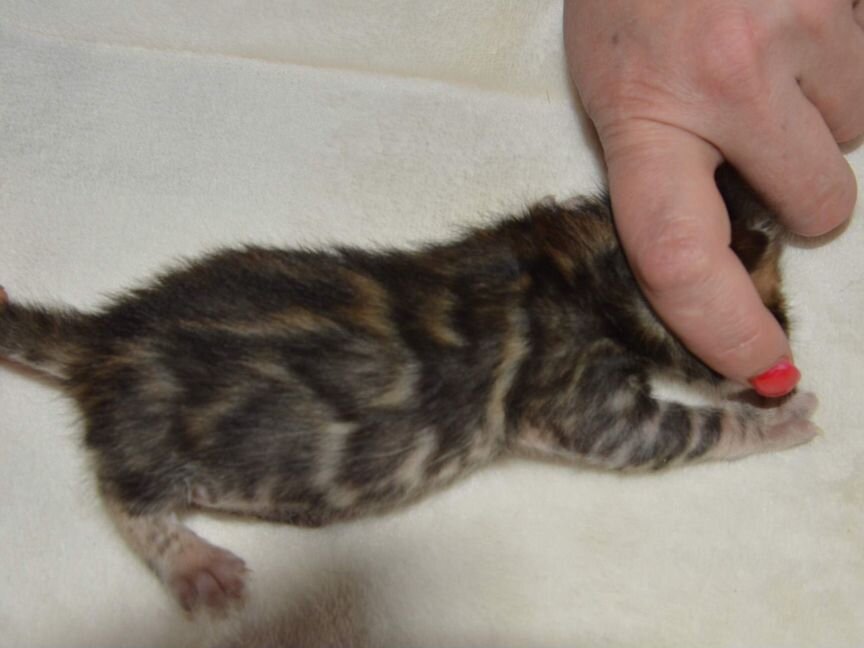 Бенгальские котята