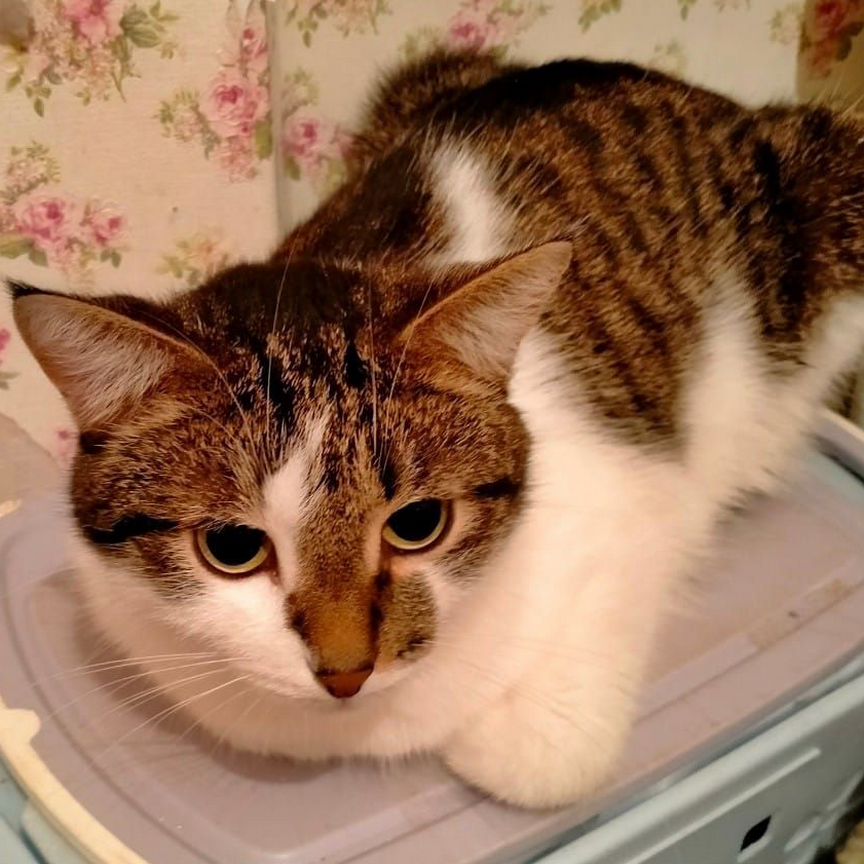 Подарите дом котикам и котятам