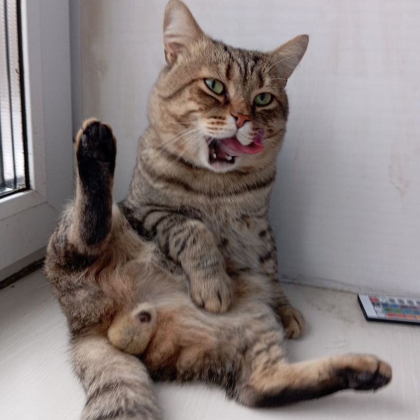 Кот