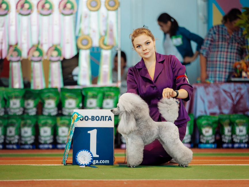 Щенки голубого пуделя