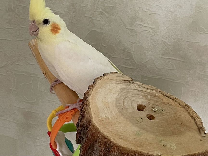 Попугай корелла птенец в добрые руки