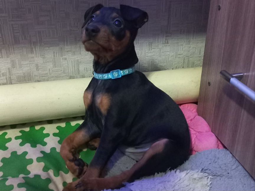 Цвергпинчер