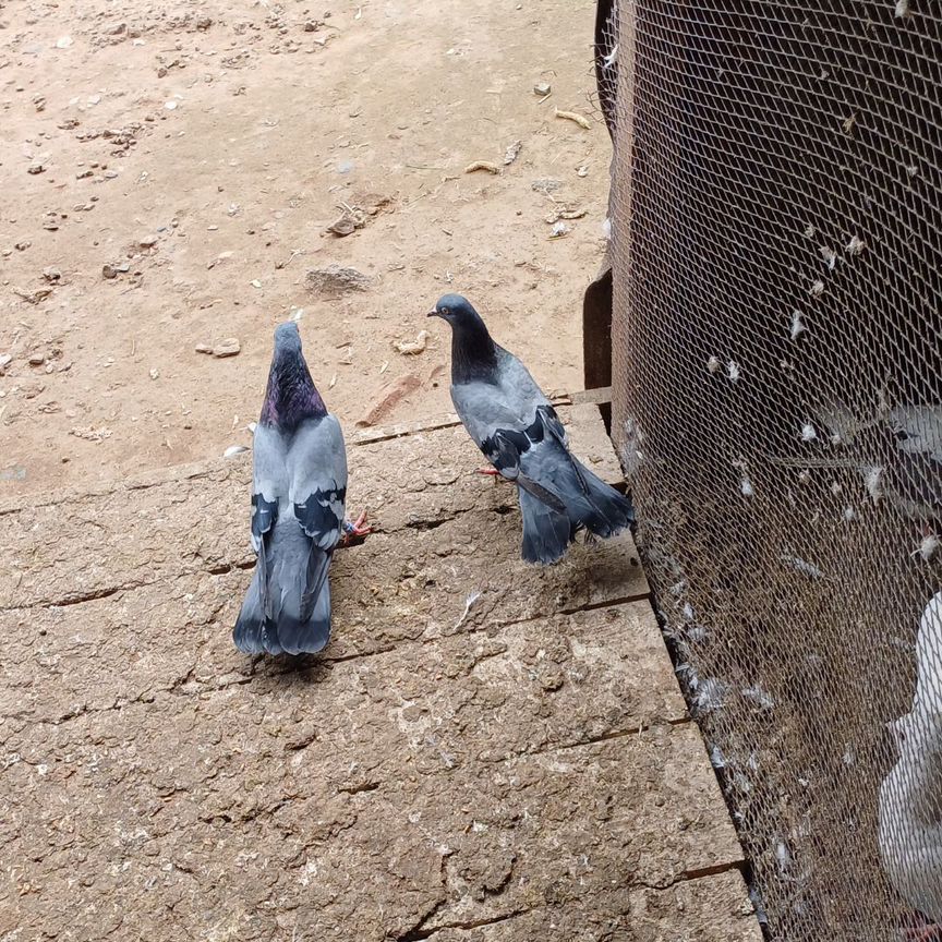 Продажа бакинских голубей