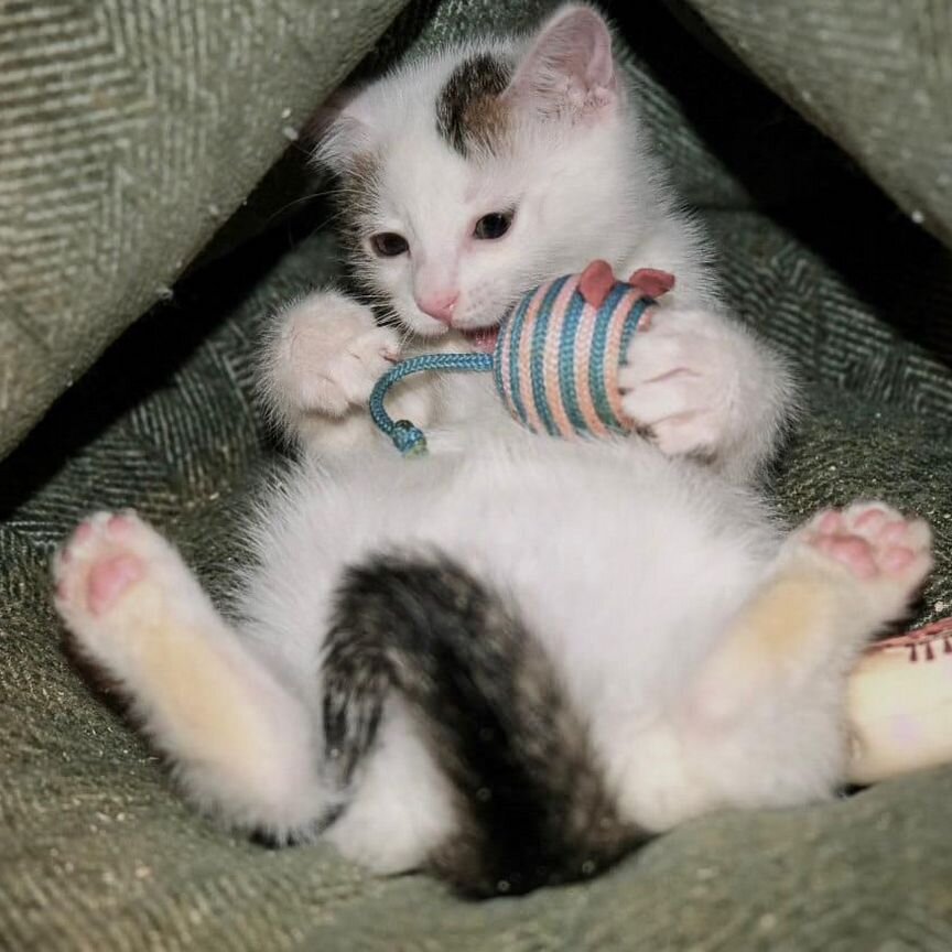 Котик Беня, 2 мес. в добрые руки