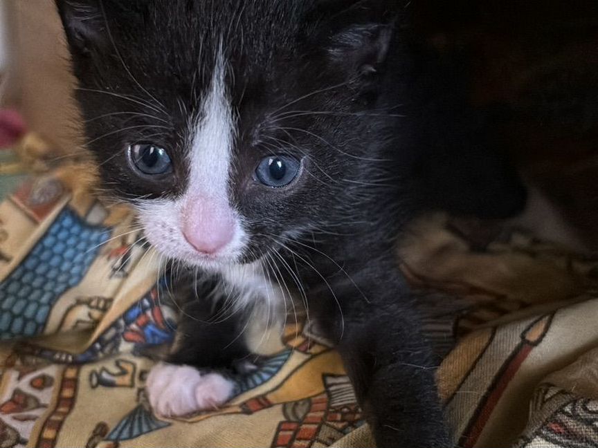 Котенок мальчик