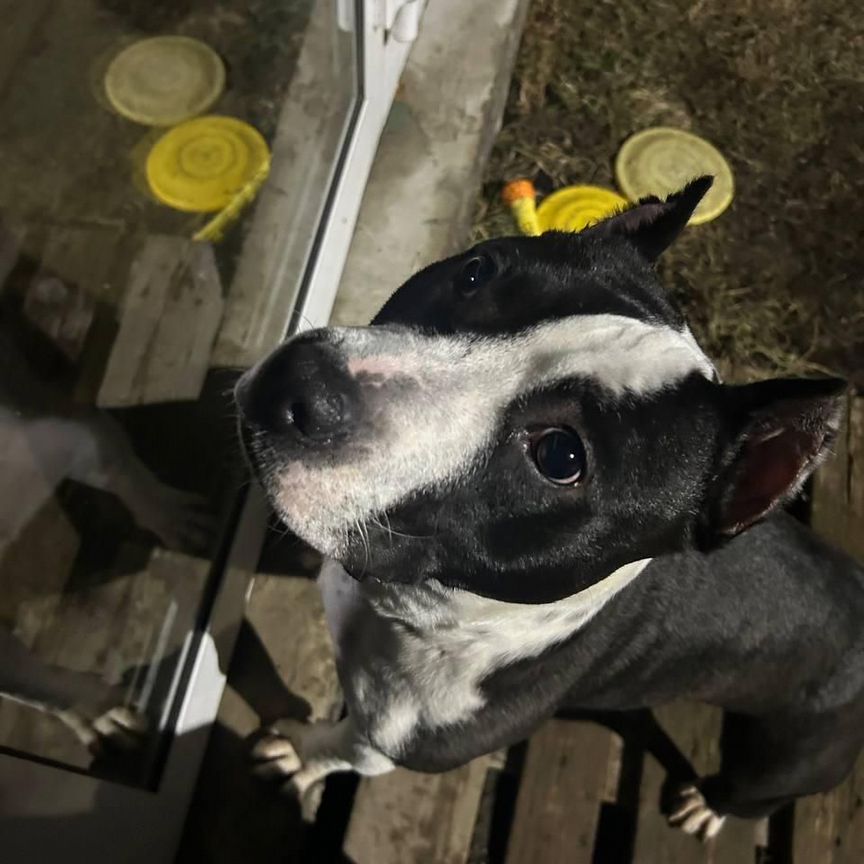 Собака стаффорд