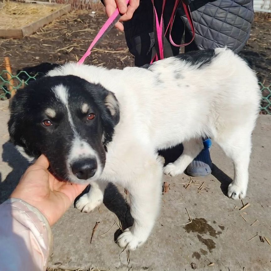 Щенок в добрые руки