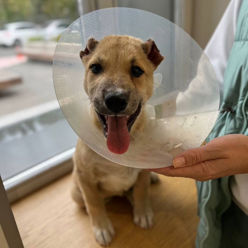 Чудесный спасенный малыш в добрые руки